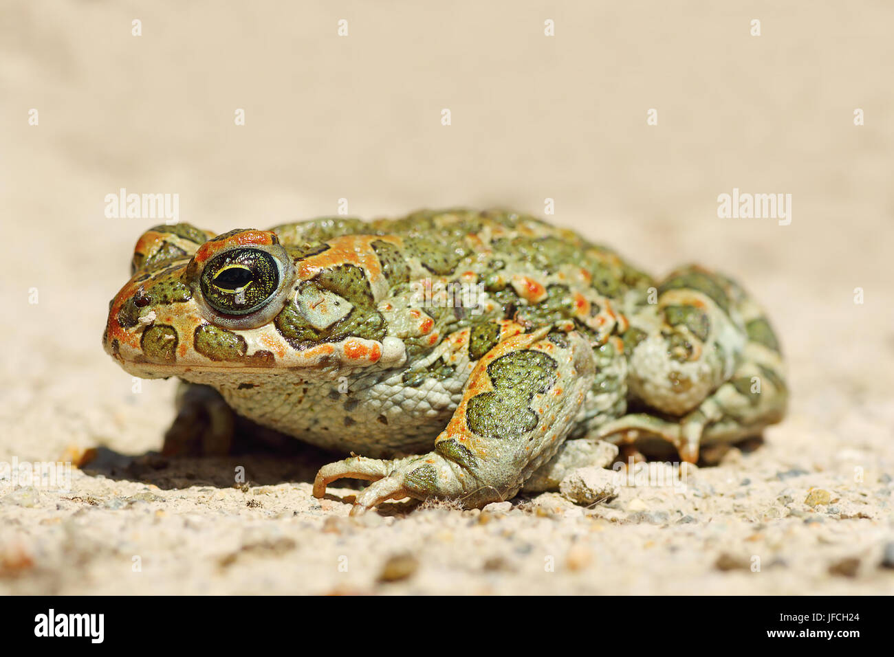 Frog toad green hi-res stock photography and images - Alamy
