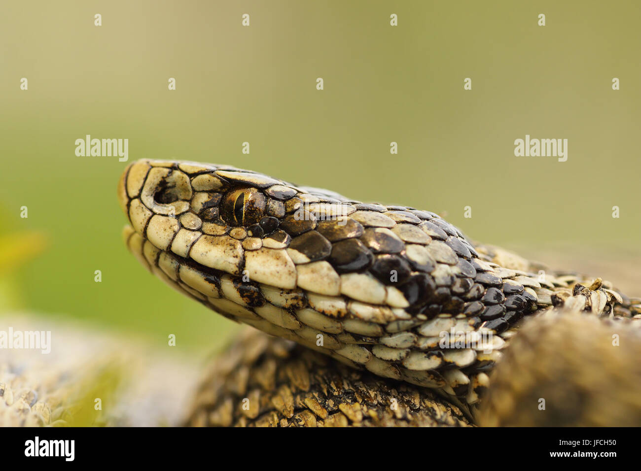 Viper head hi-res stock photography and images - Alamy
