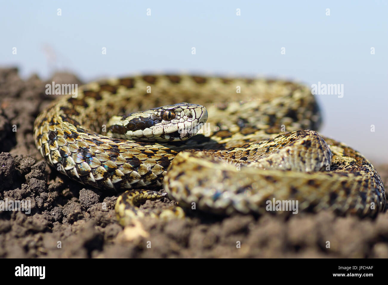 beautiful male meadow viper basking on ground ( Vipera ursinii ...