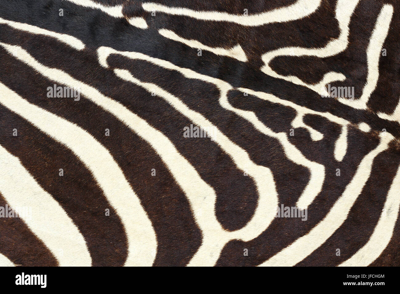 texture of wild zebra natural pelt, animal fur background for your ...