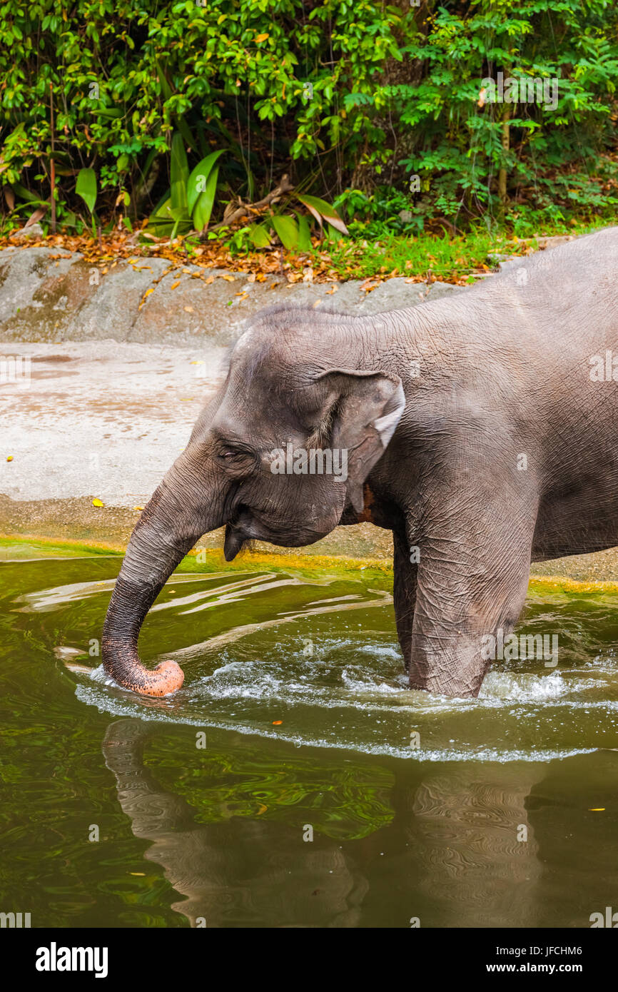 Elephant in water Stock Photo - Alamy
