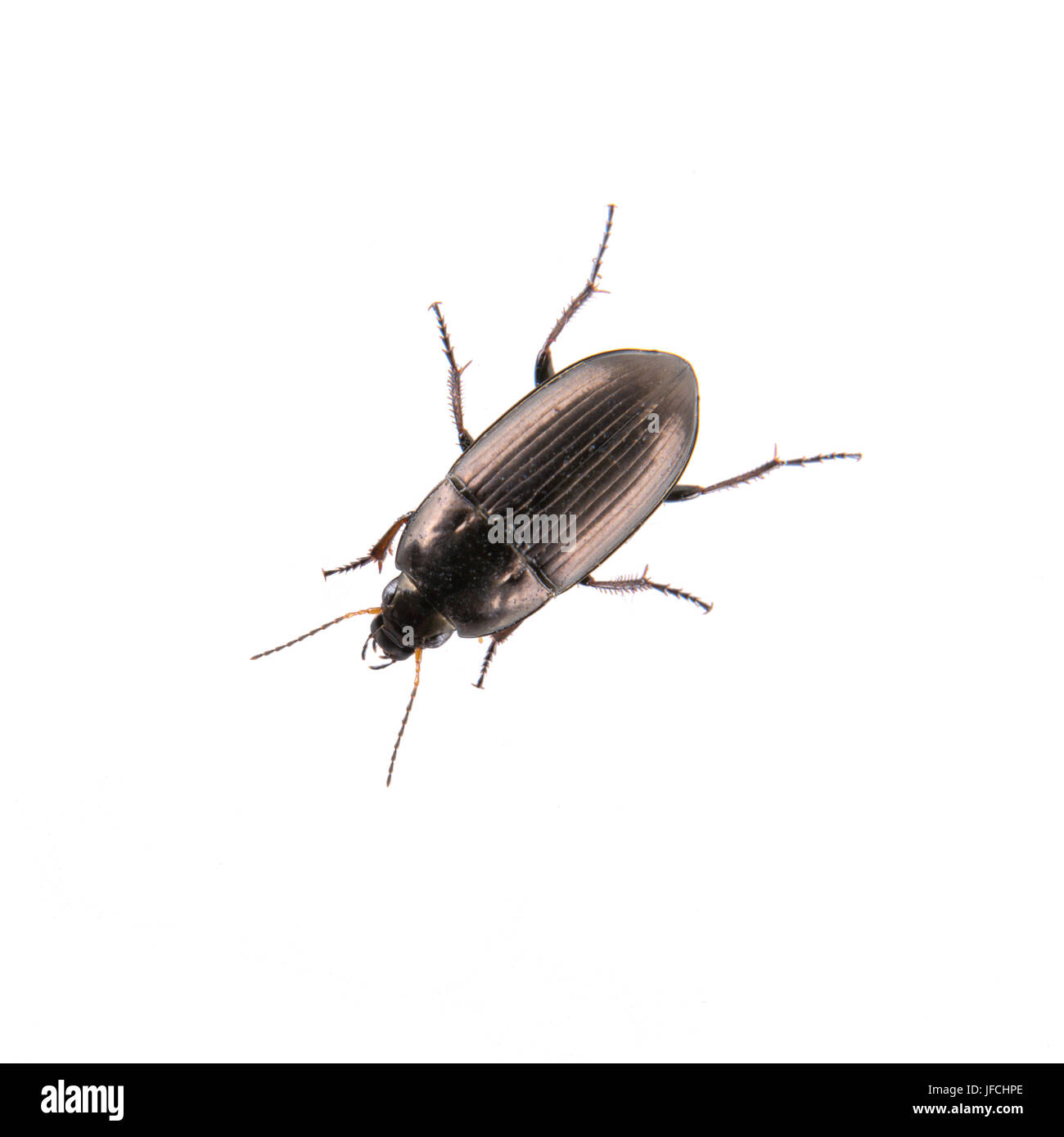 Background with bugs Cut Out Stock Images & Pictures - Alamy