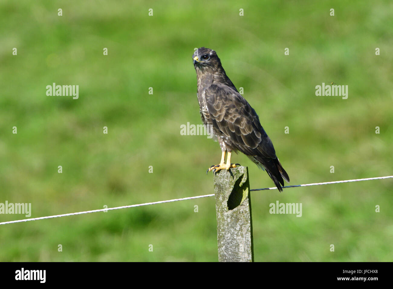 Common buzzard hawk hi-res stock photography and images - Alamy