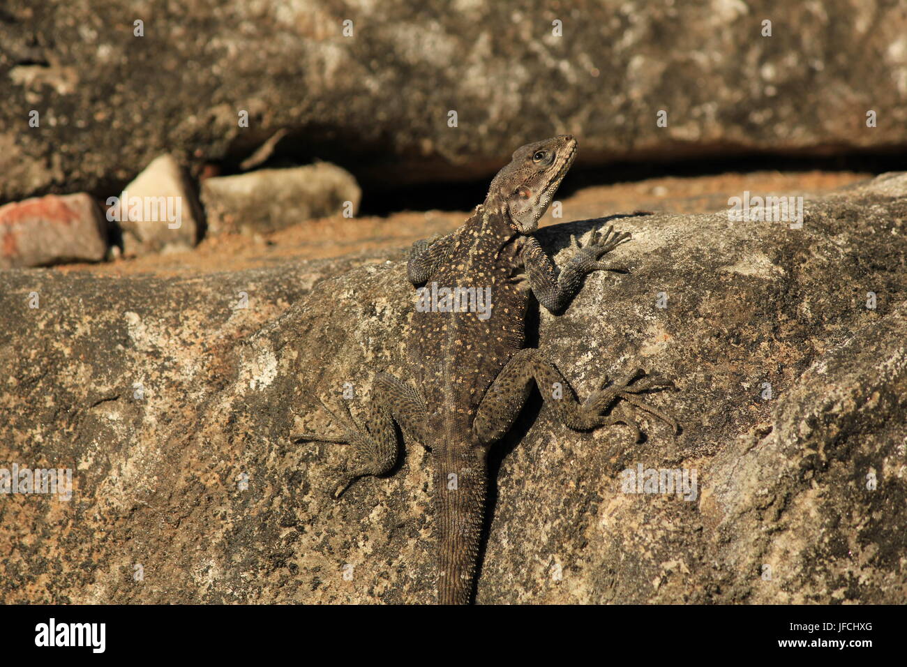 Lizard nepal reptile hi-res stock photography and images - Alamy