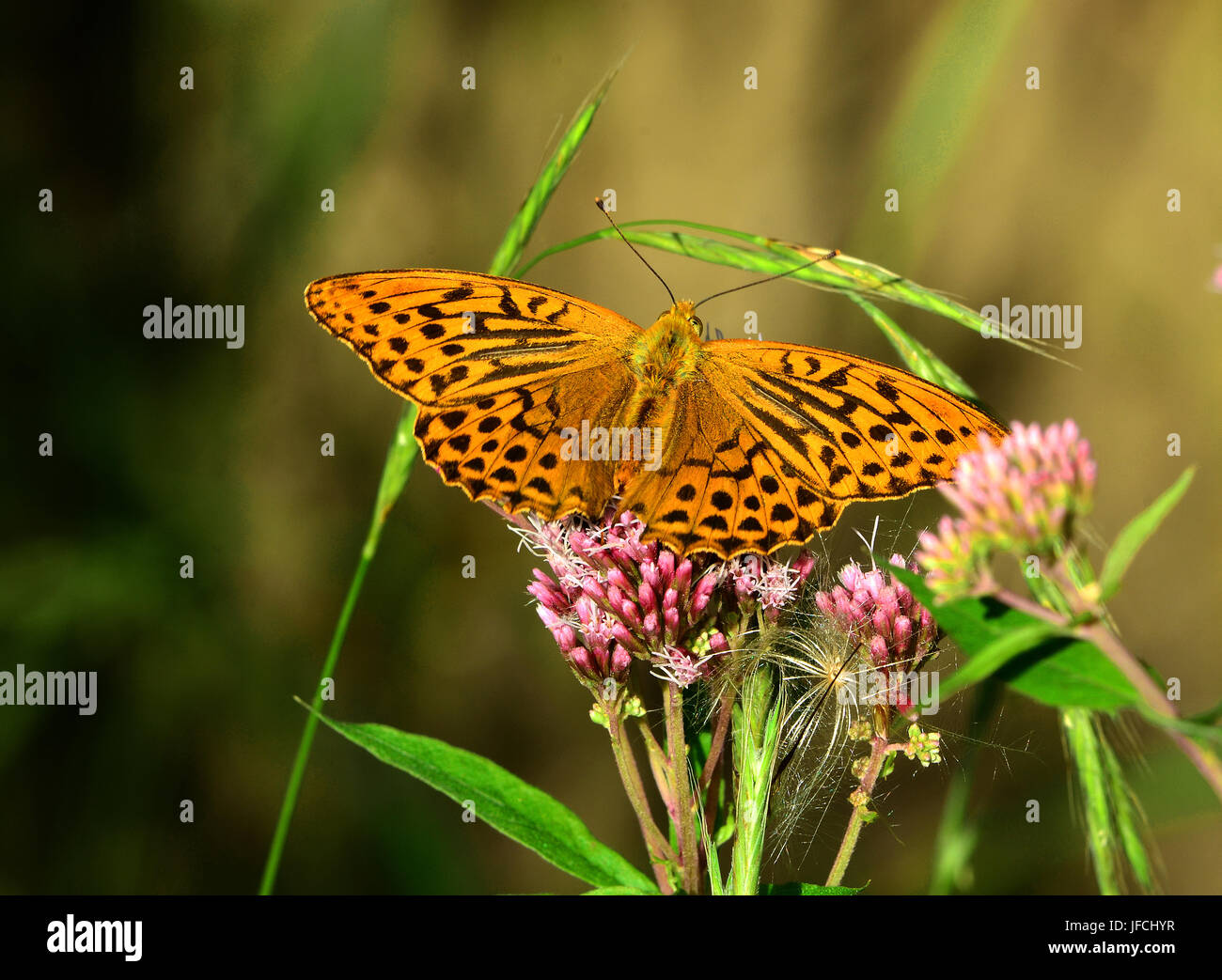 Silver fritillary butterfly hi-res stock photography and images - Alamy
