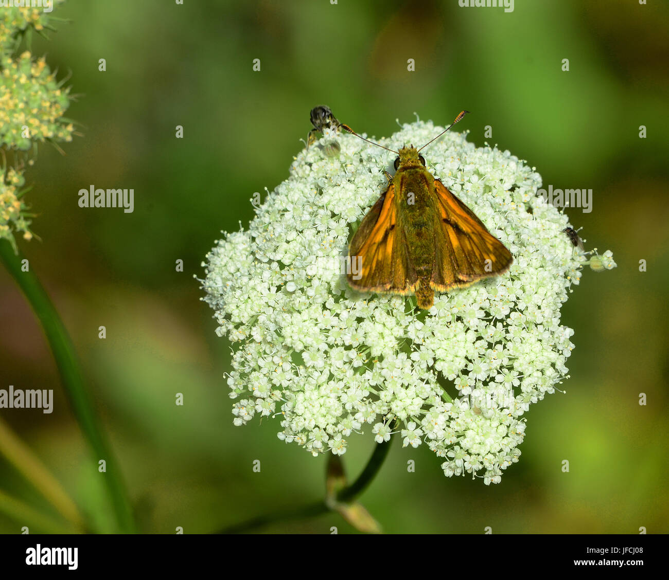 butterfly, small skipper Stock Photo - Alamy