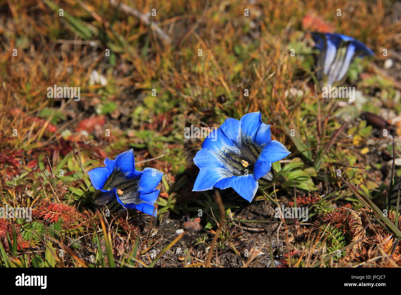 Blue Himalayan gentian Stock Photo - Alamy