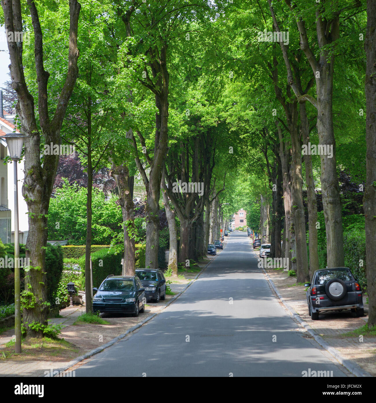 Road in a town with line or row of trees Stock Photo - Alamy