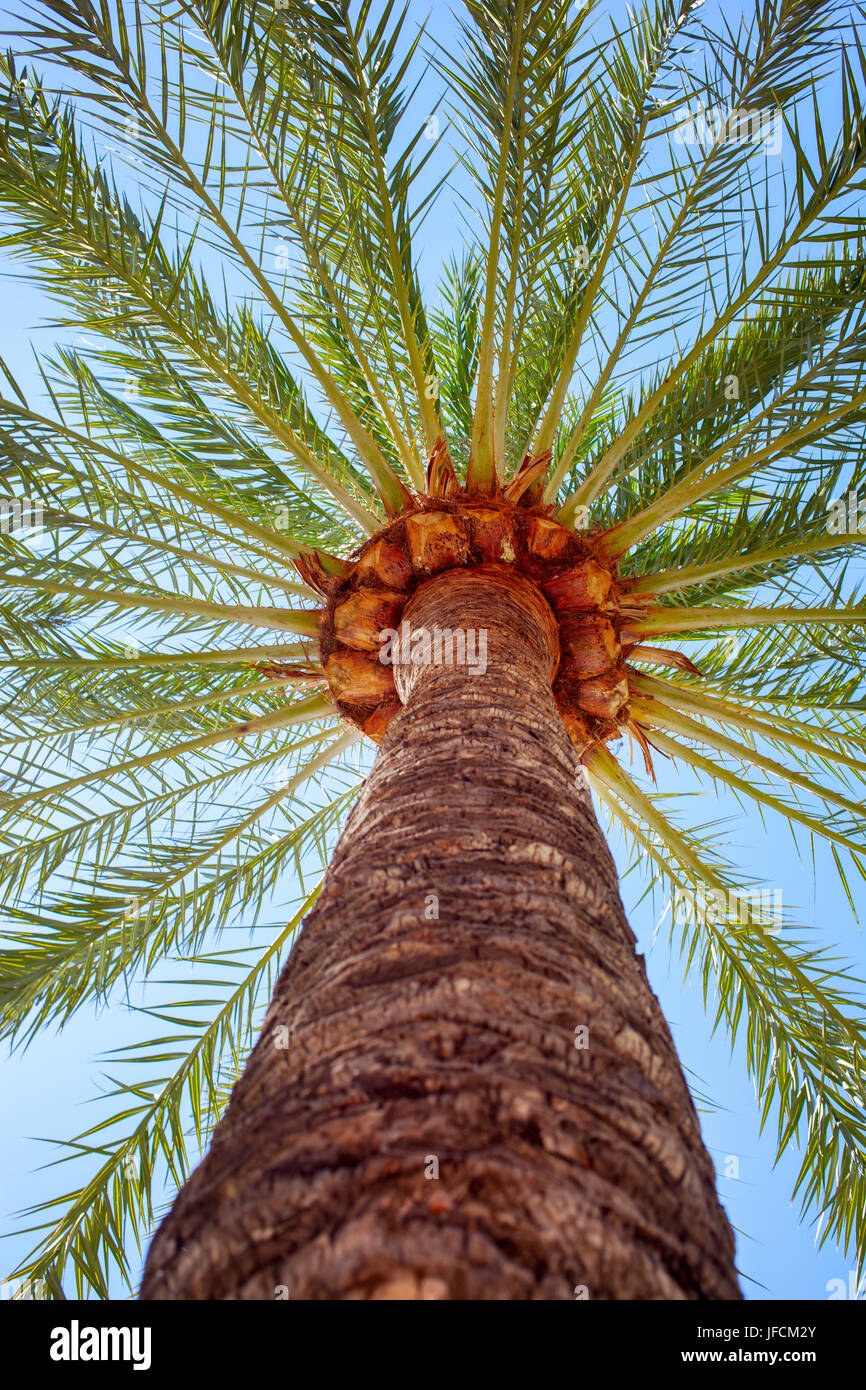 Coconut palm trees Stock Photo - Alamy