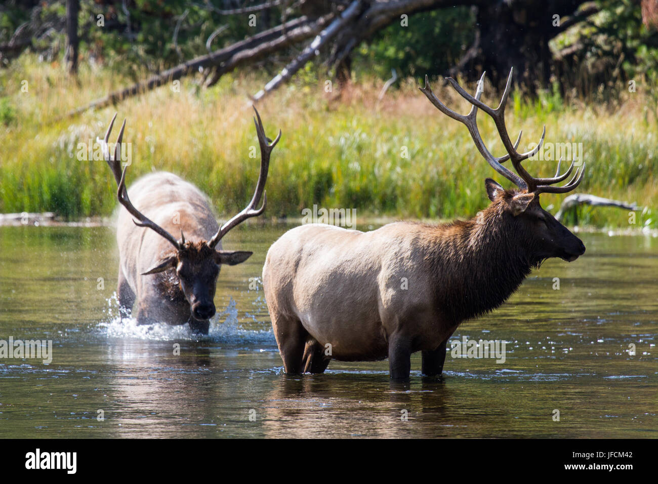 Elk bull 40 Stock Photo - Alamy