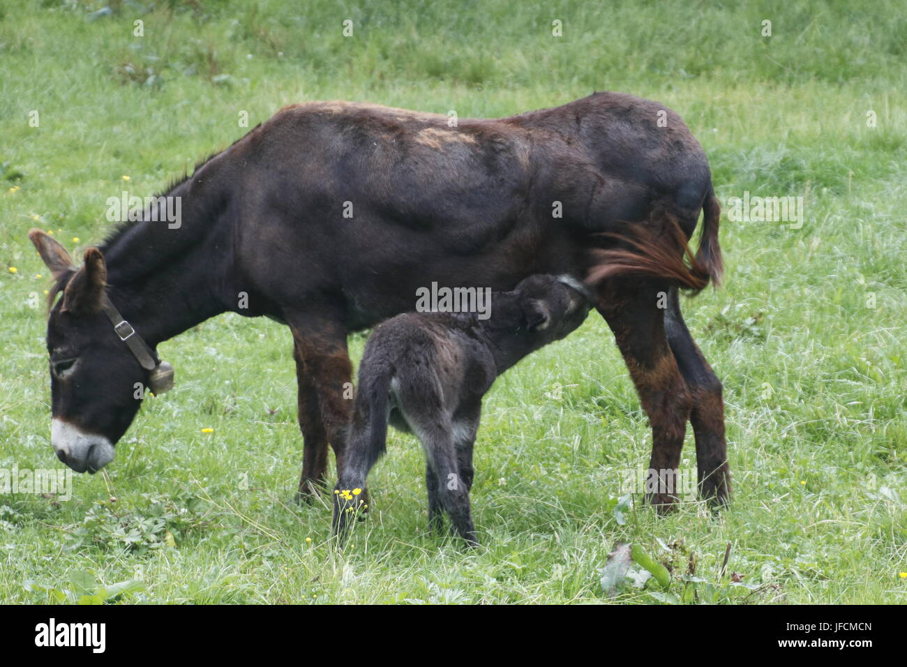 Donkey with foal, drinking Stock Photo - Alamy
