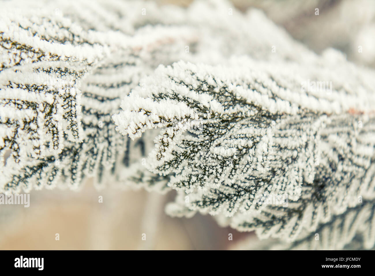 Cypress Tree In Winter High Resolution Stock Photography and Images - Alamy