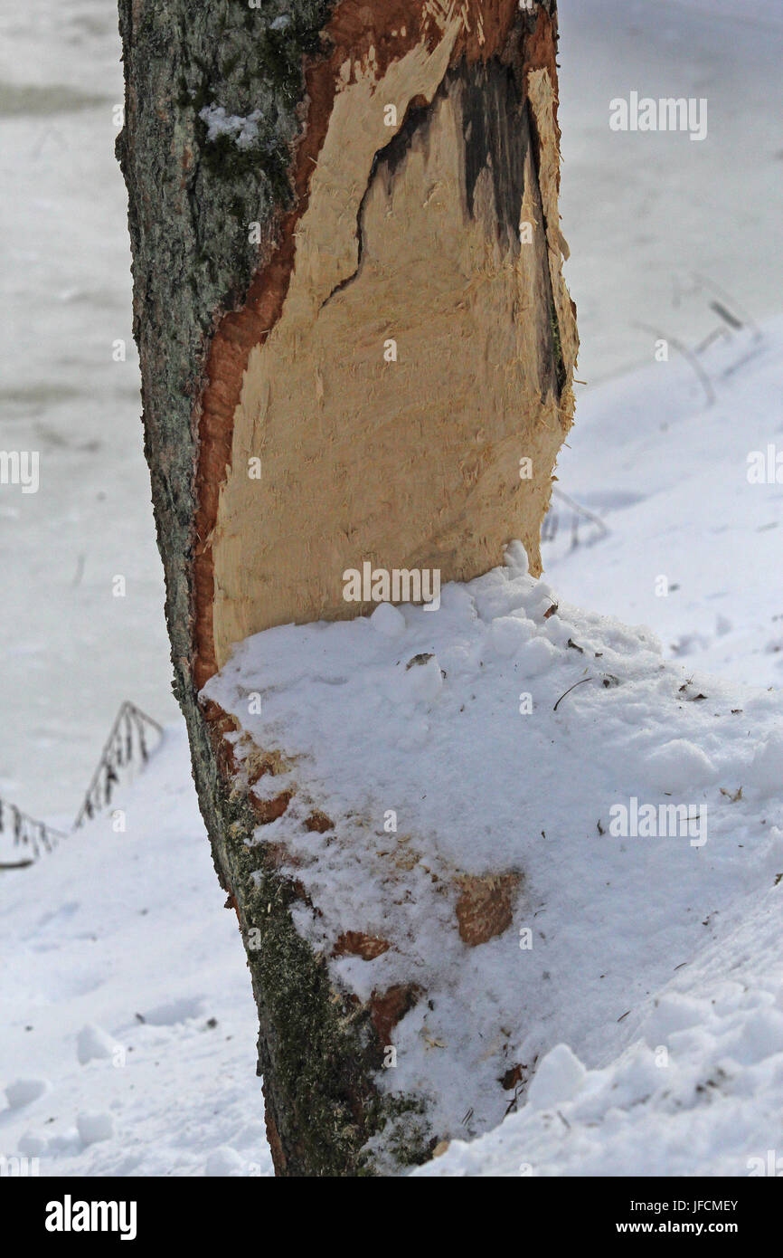 Beaver damage hi-res stock photography and images - Alamy
