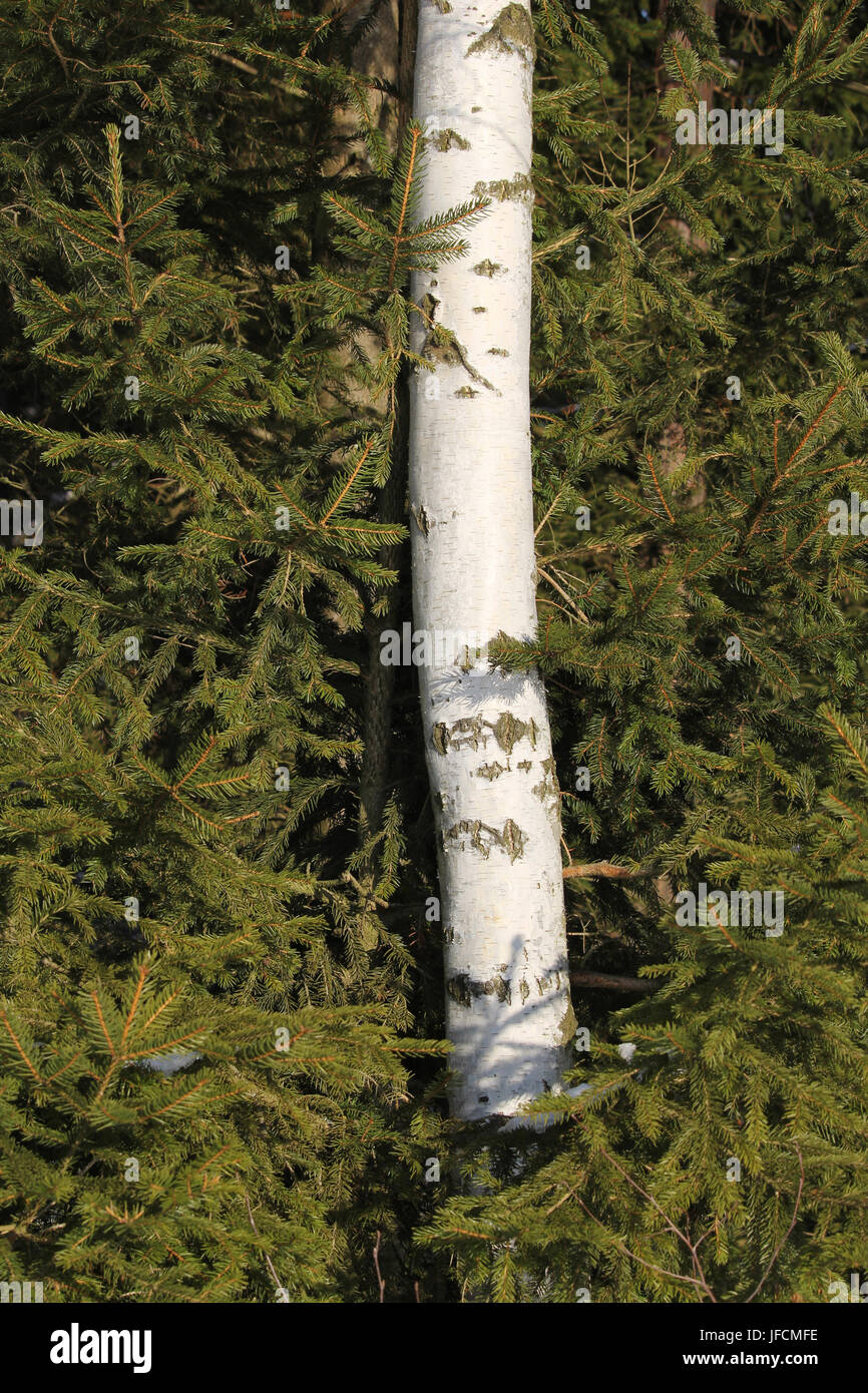 Birch and spruce Stock Photo - Alamy