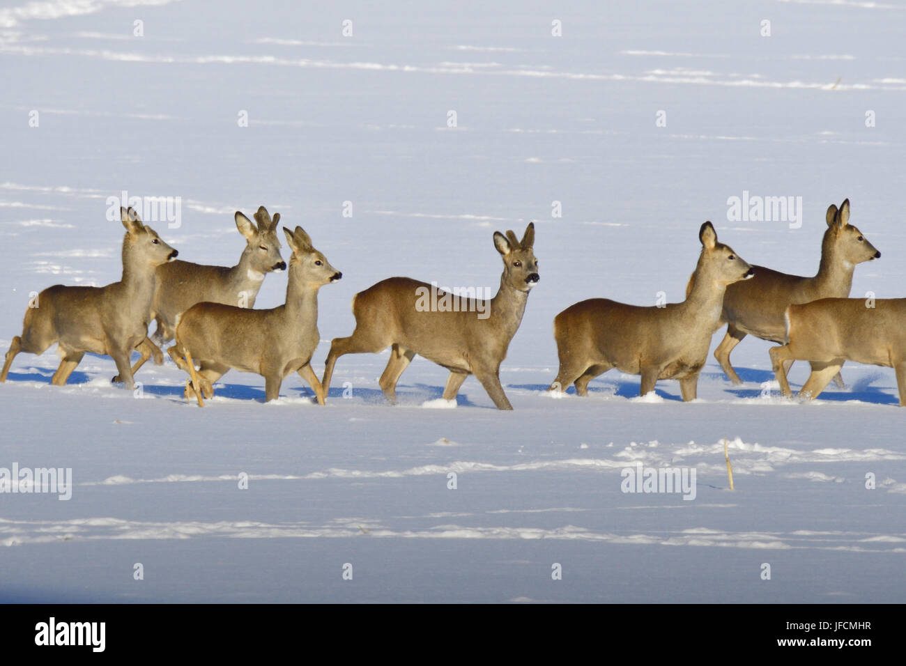 Deers legs hi-res stock photography and images - Alamy