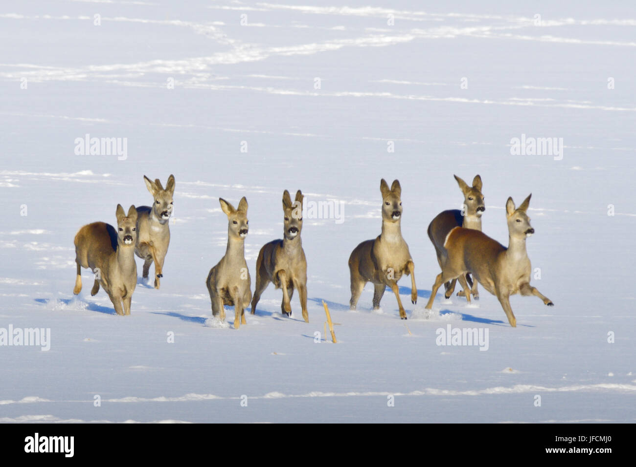 Predator of deer hi-res stock photography and images - Alamy