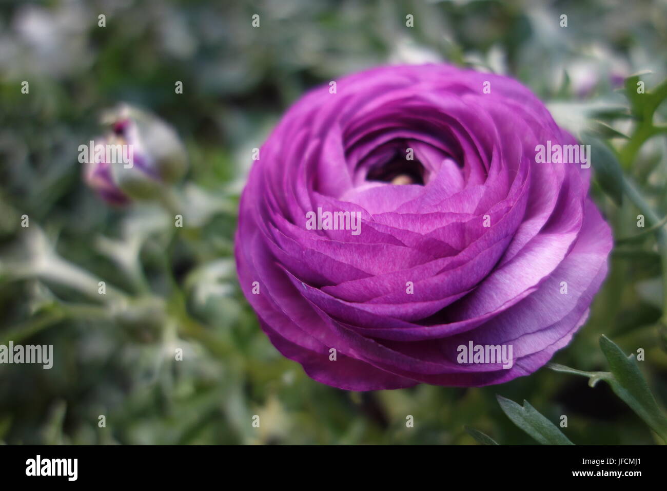 Ranunkel blume hi-res stock photography and images - Alamy