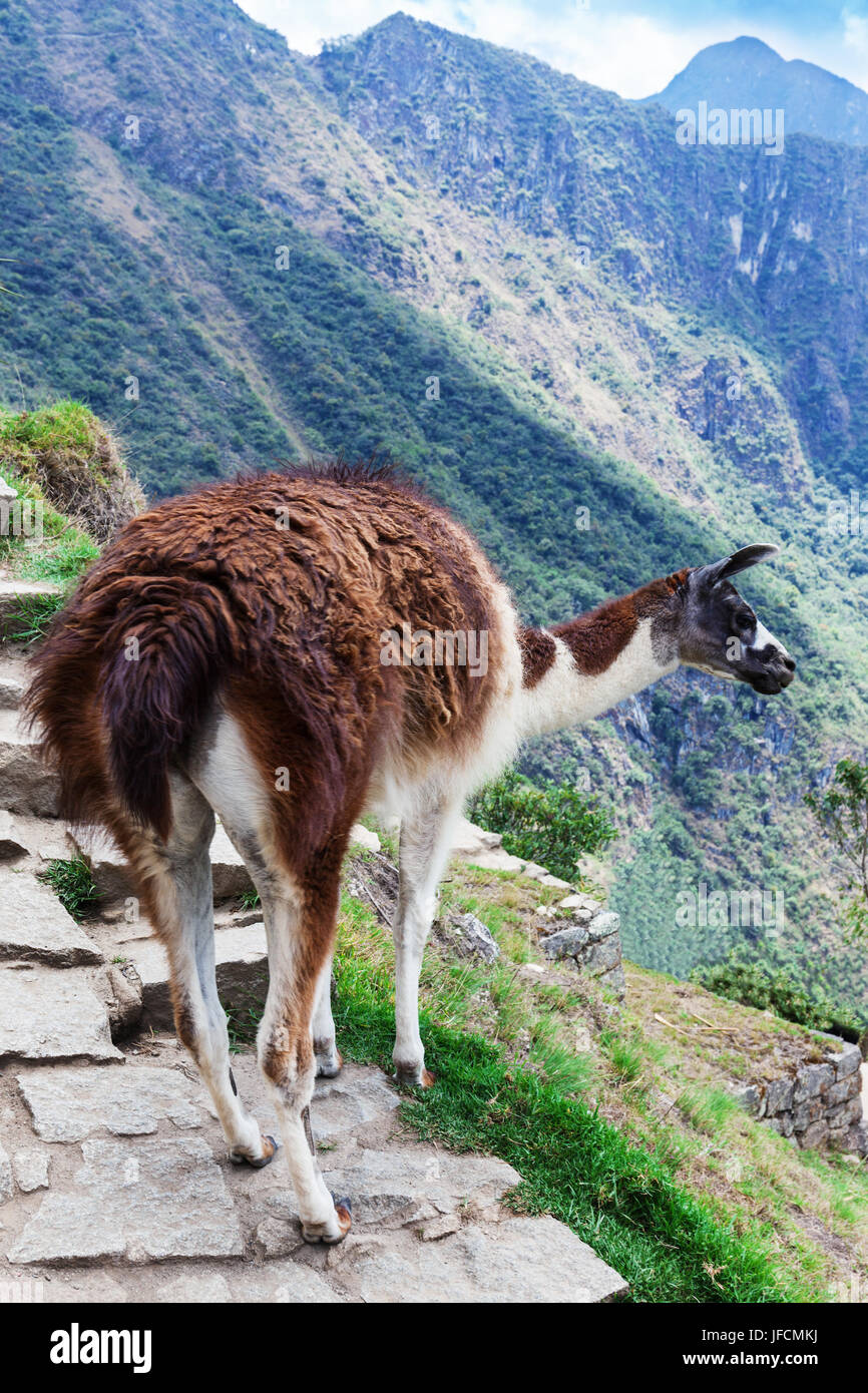 beautiful lama on the path Stock Photo - Alamy