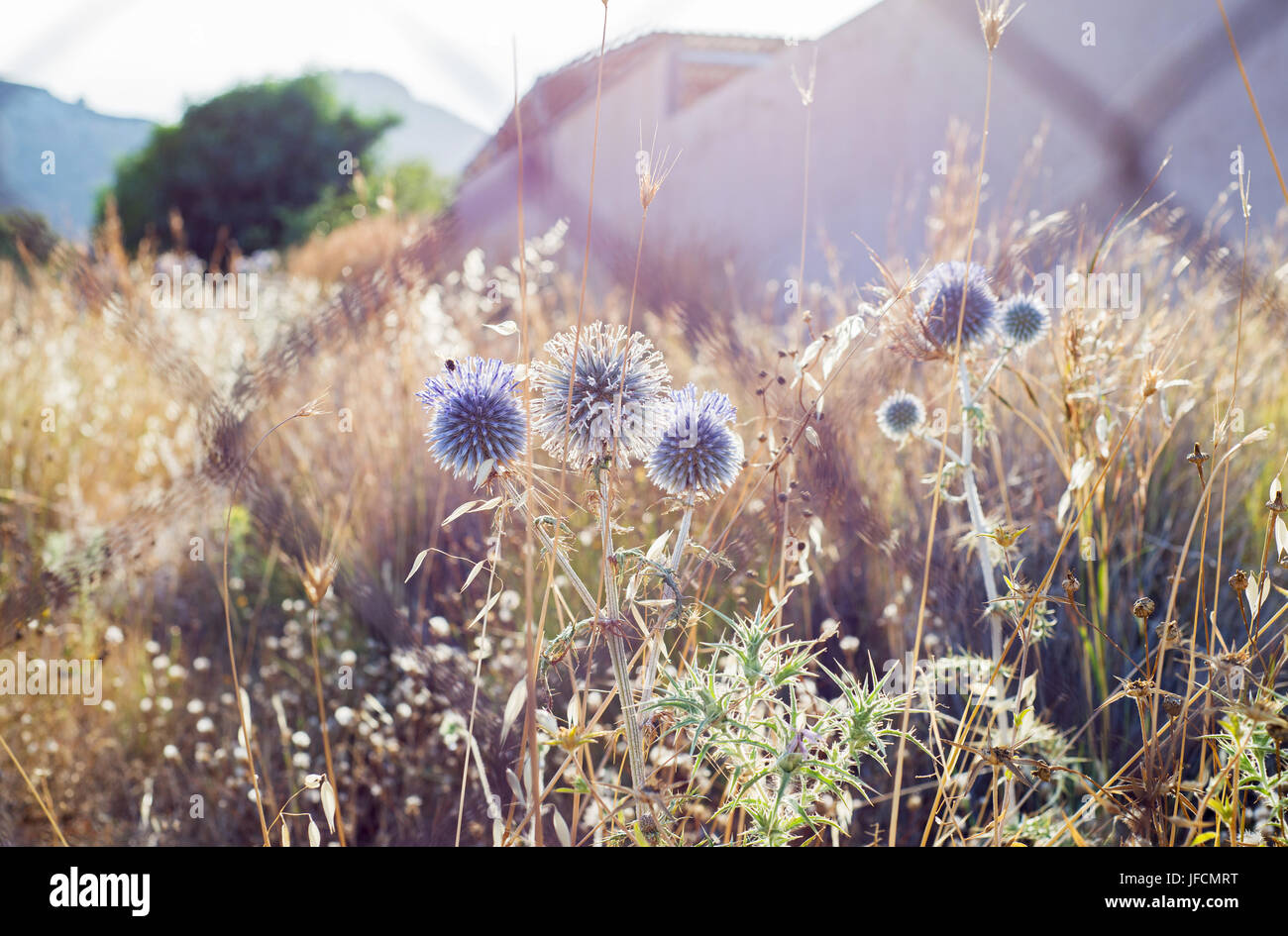 grass in backlight with sun flare Stock Photo - Alamy