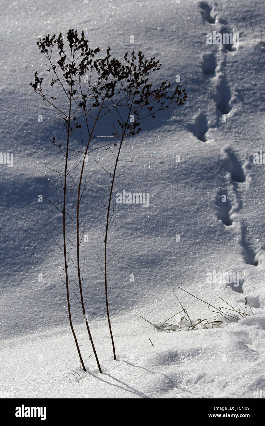 Animal trails in the snow Stock Photo - Alamy
