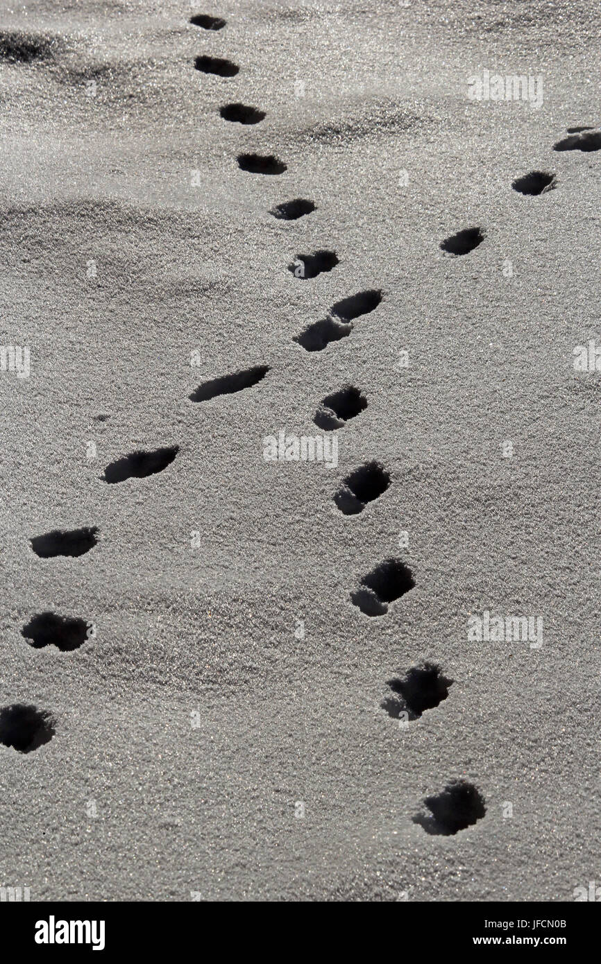Animal trails in the snow Stock Photo - Alamy