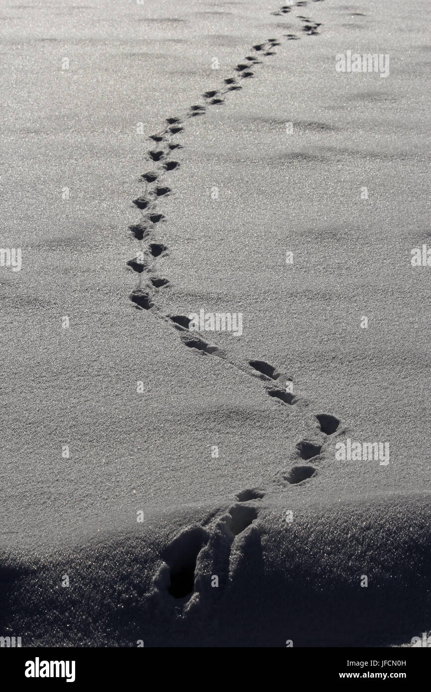 Animal trails in the snow Stock Photo - Alamy