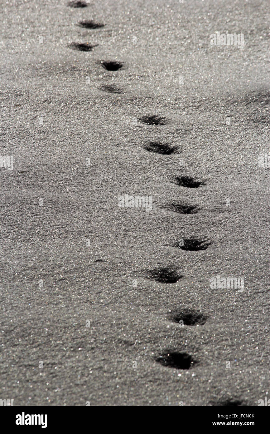 Animal trails in the snow Stock Photo - Alamy
