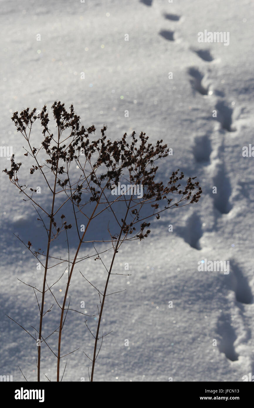 Animal trails in the snow Stock Photo - Alamy