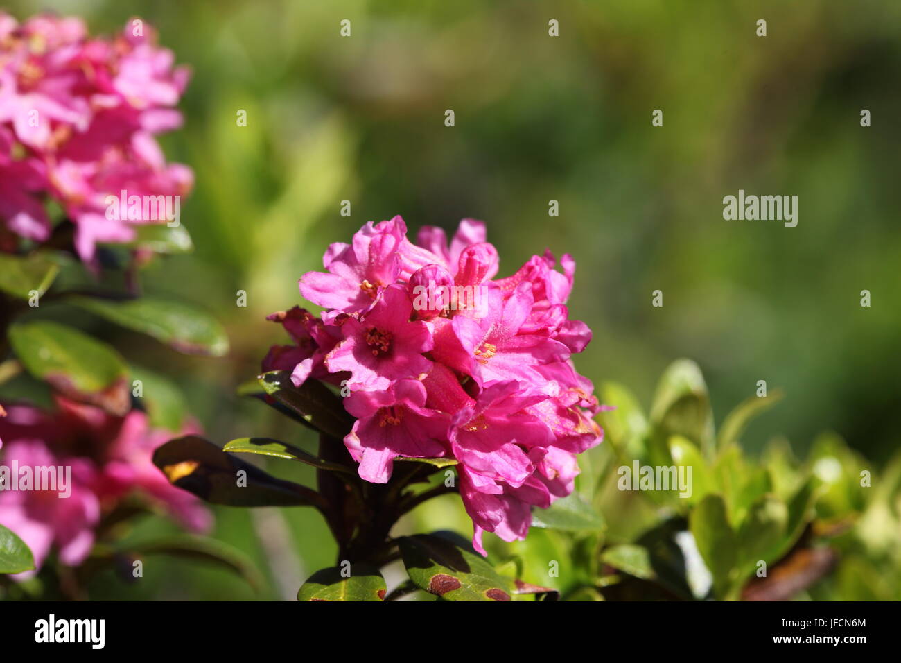 Alpenrose snow rose rhododendron hi-res stock photography and images ...