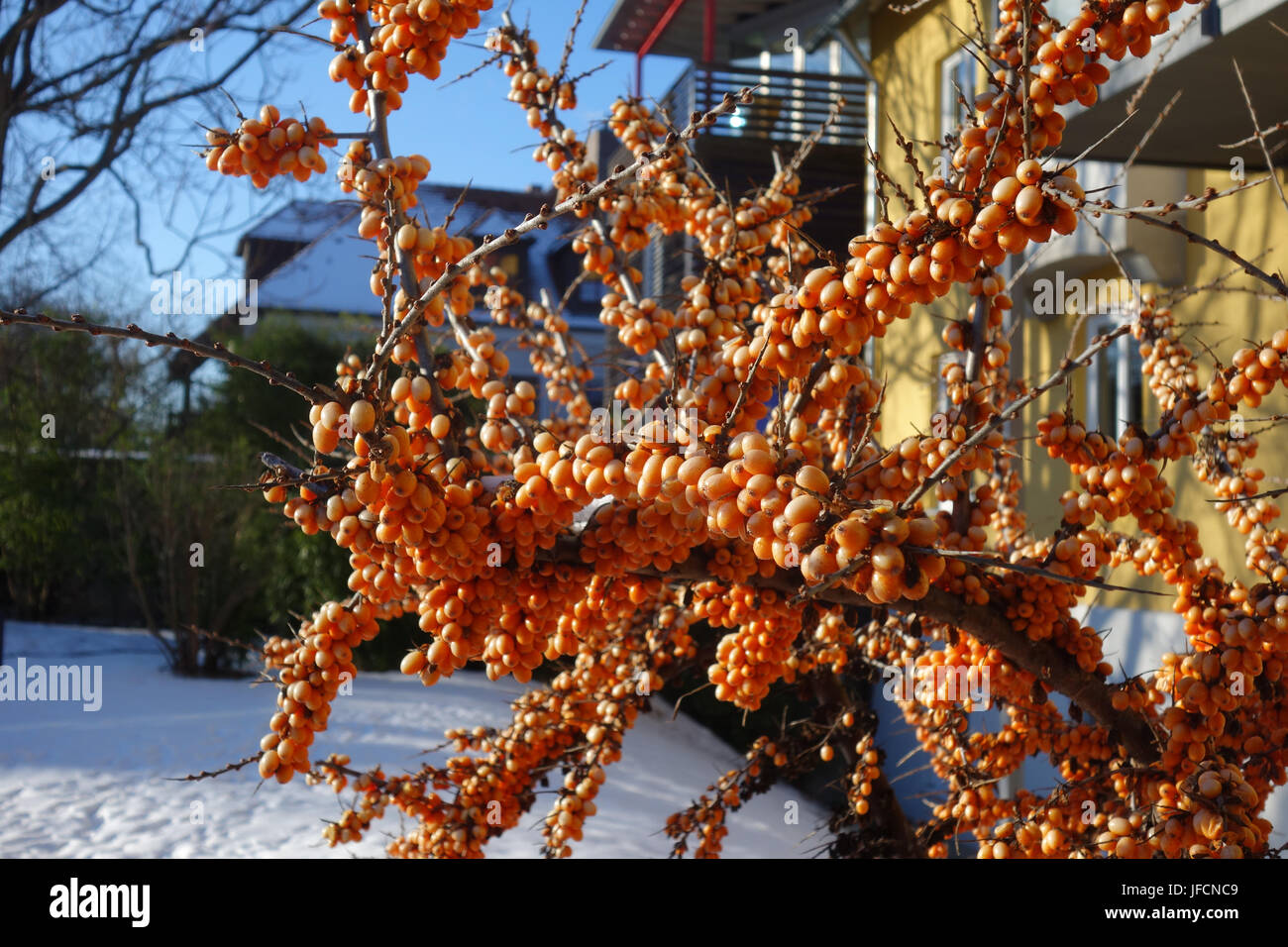 Berries of seabuckthorn hippophae rhamnoides hi-res stock photography ...