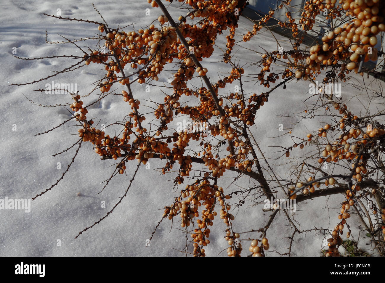Hippophae rhamnoides, Buckthorn Stock Photo - Alamy