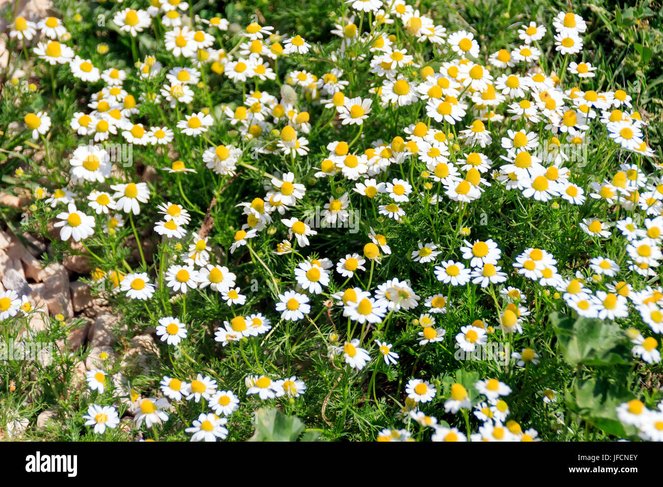 Garden chamomiles hi-res stock photography and images - Alamy