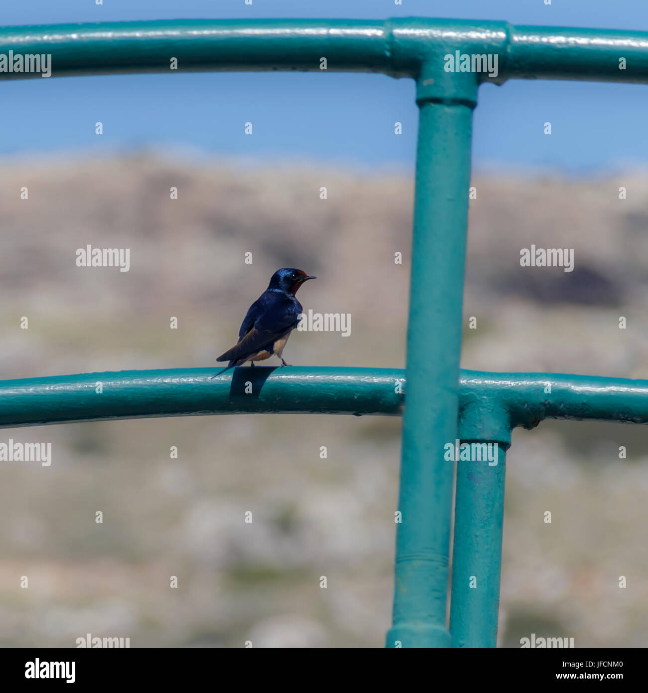 Barbed tail hi-res stock photography and images - Alamy