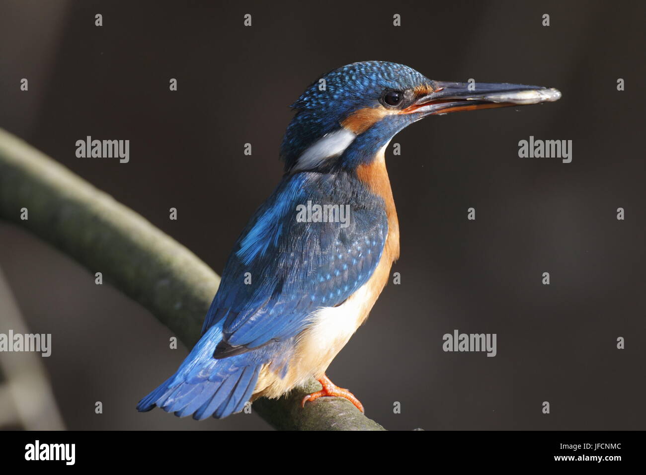 European fish hi-res stock photography and images - Alamy