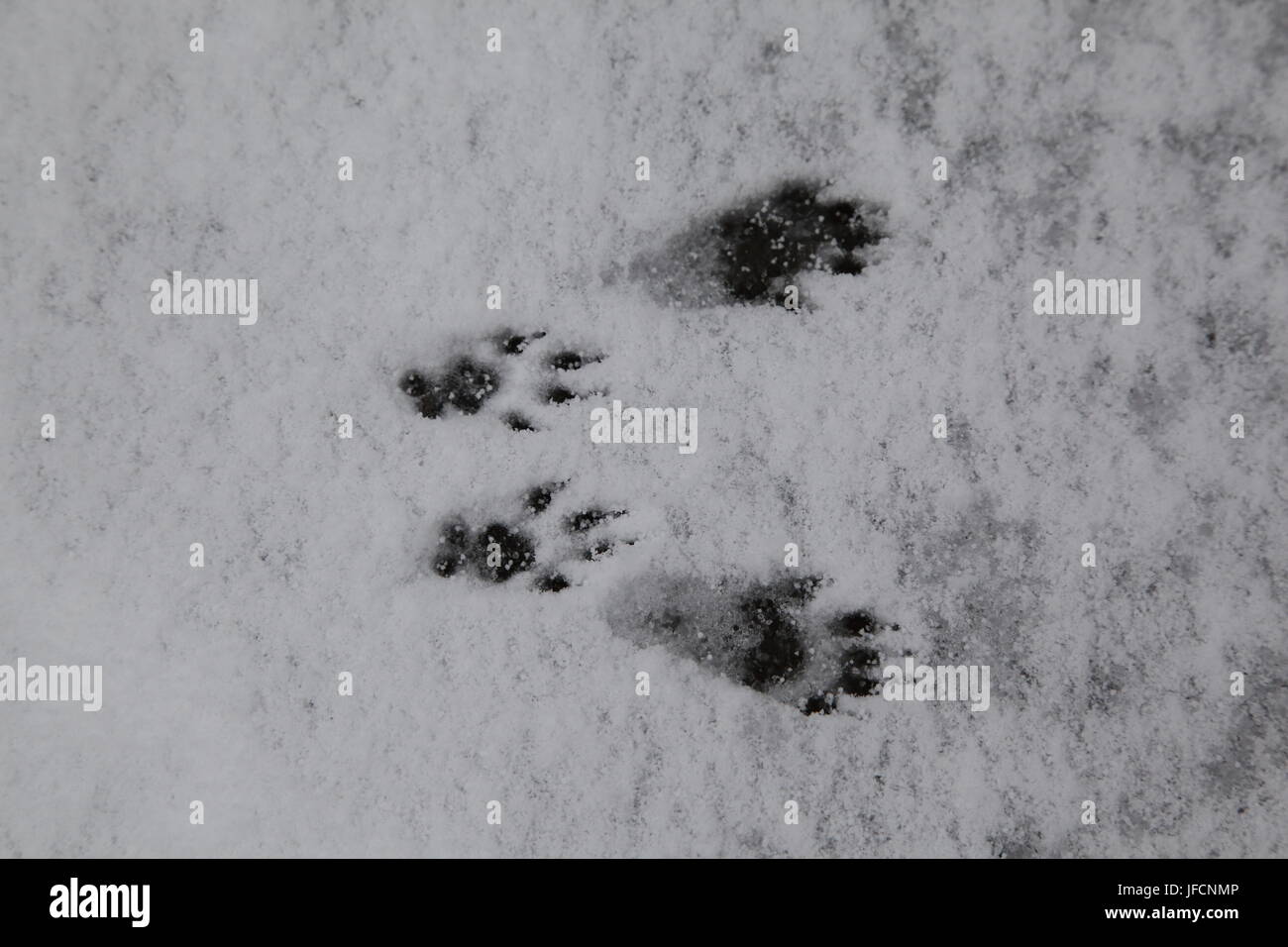 Snow tracks squirrel hi-res stock photography and images - Alamy