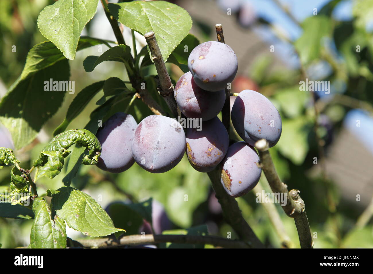 Zwetschgen High Resolution Stock Photography and Images - Alamy