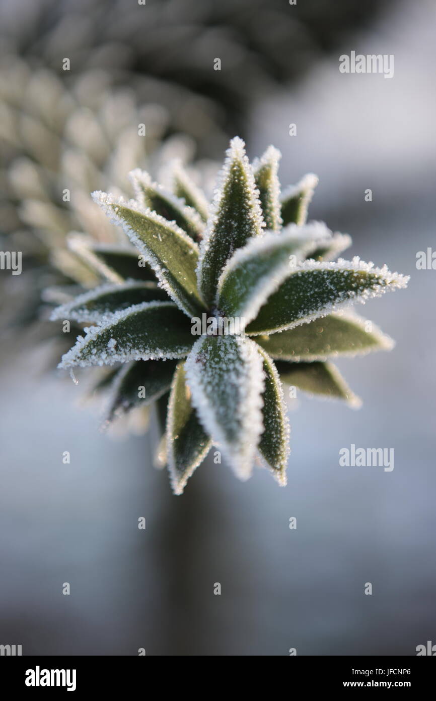 Sharp Evergreen Leaves Texture Stock Photo - Alamy