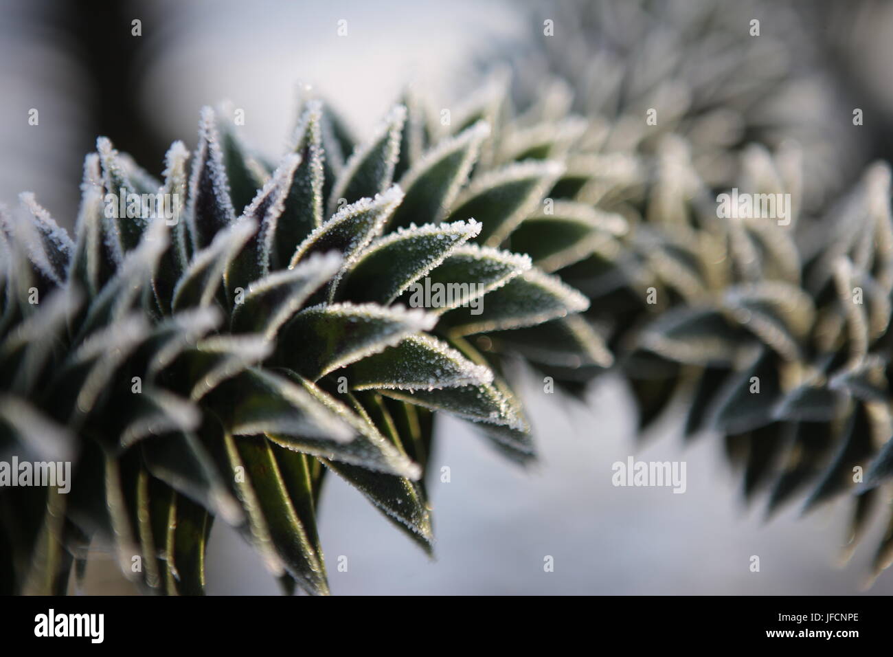 Sharp Evergreen Leaves Texture Stock Photo - Alamy