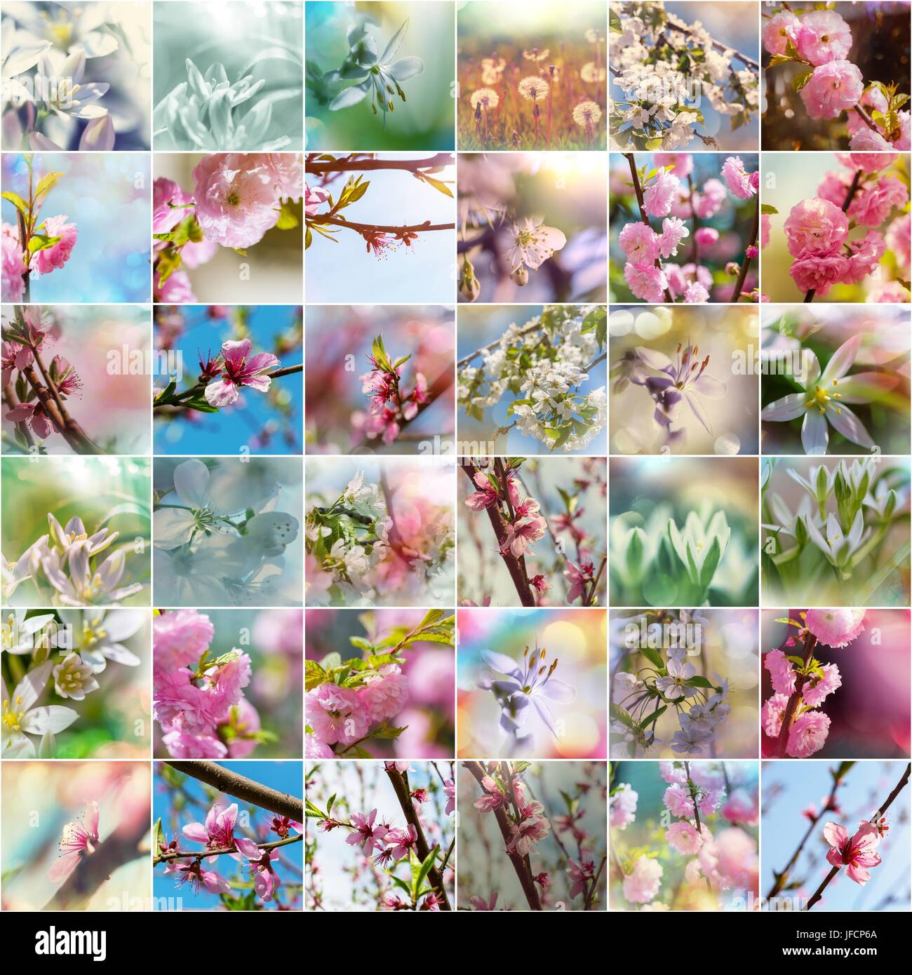Spring flowers collage Stock Photo - Alamy