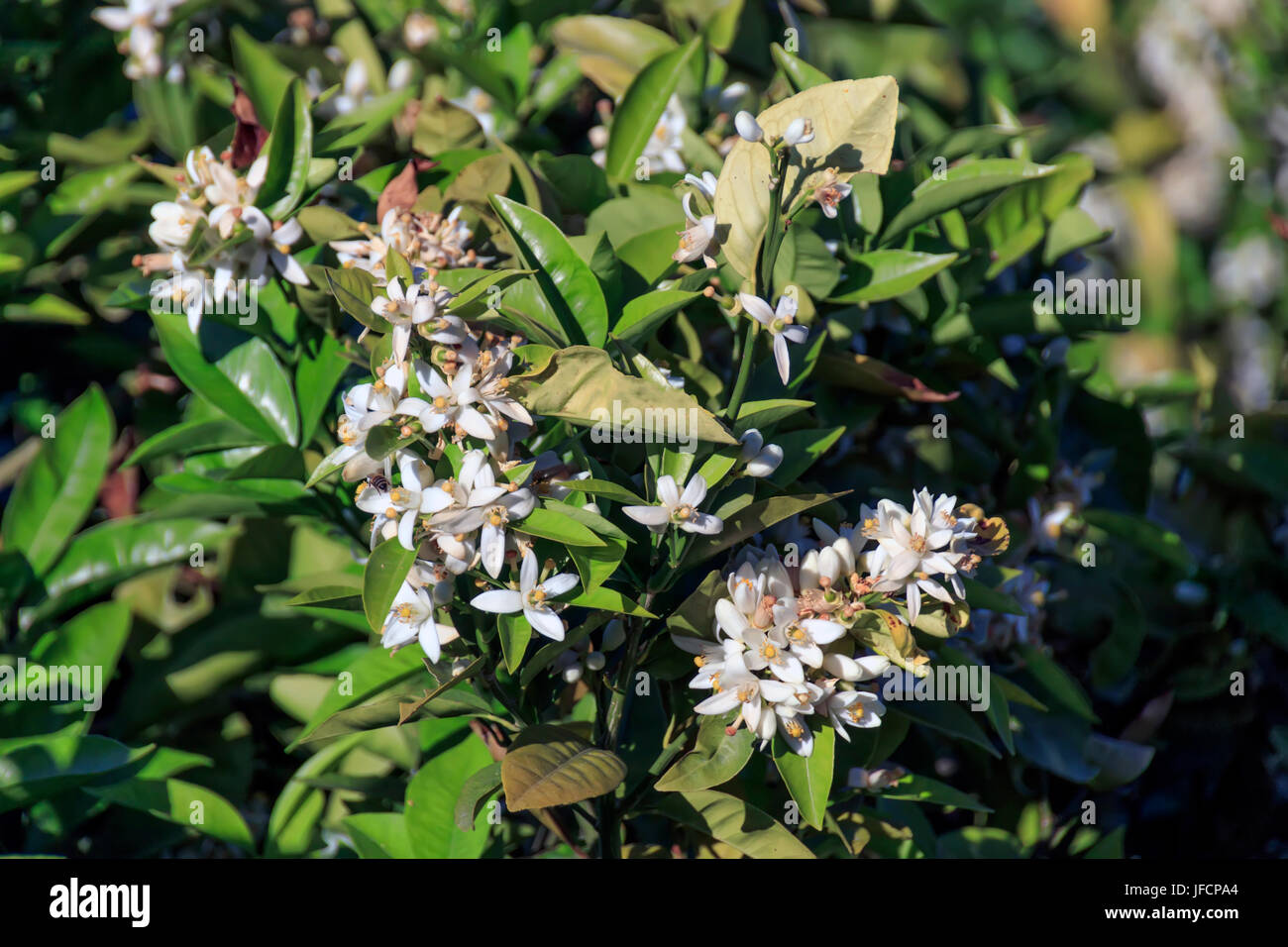 Lemon tree flowers hi-res stock photography and images - Alamy