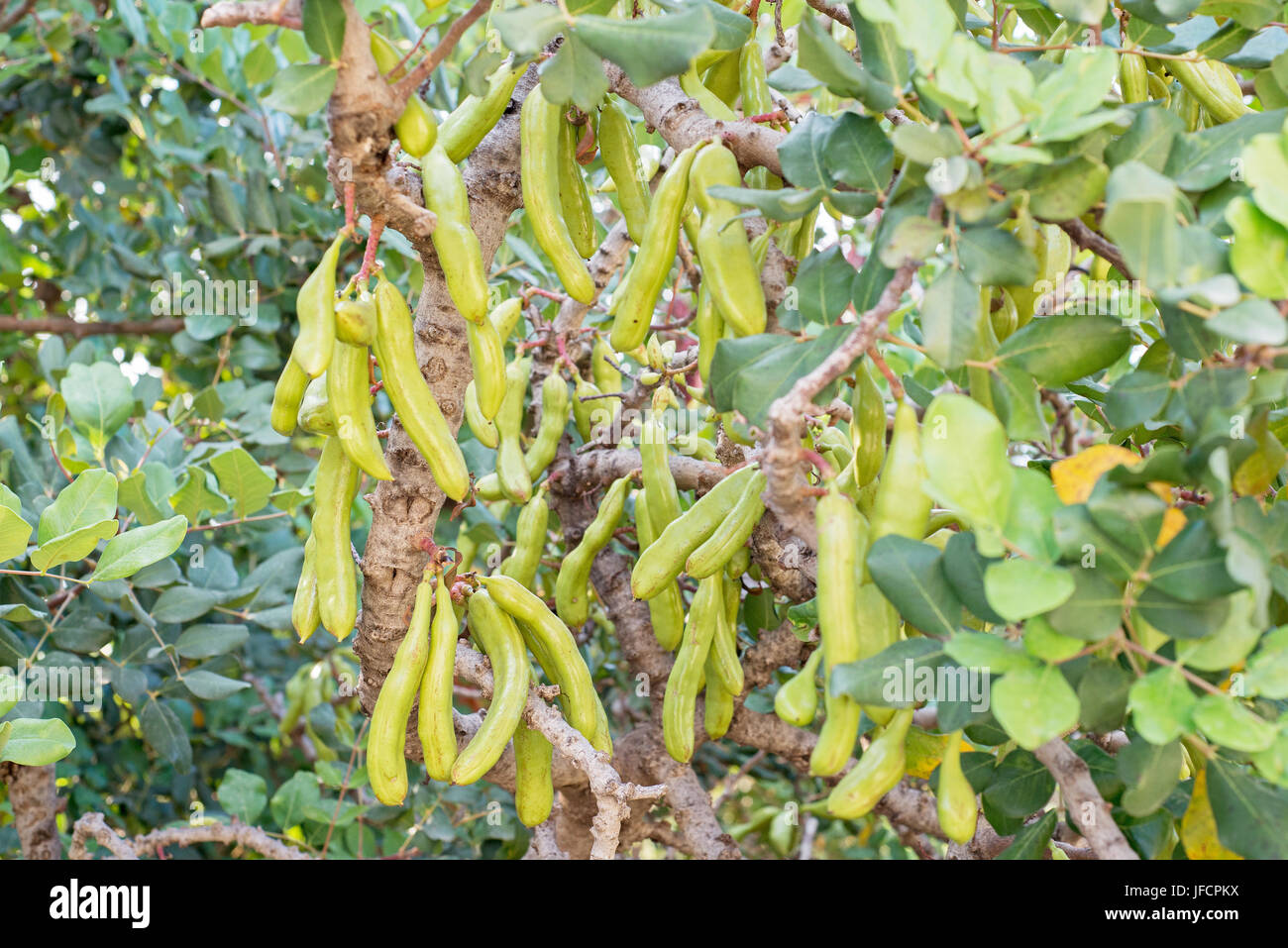 Carob seed pods hi-res stock photography and images - Alamy
