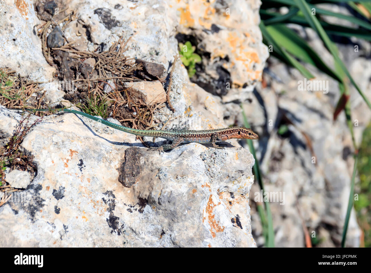 A small colorful lizard Stock Photo - Alamy