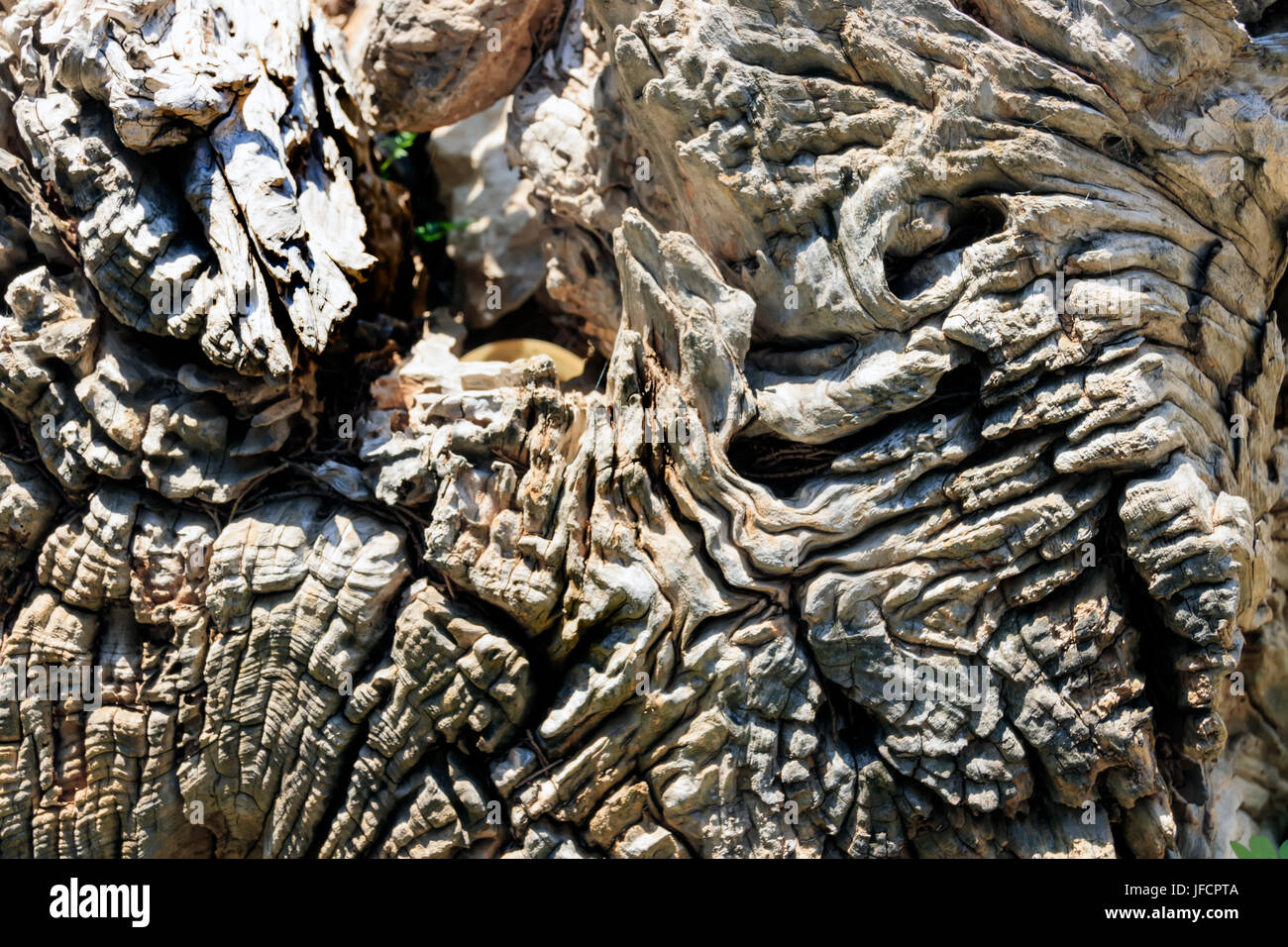 Bark sculpture hi-res stock photography and images - Alamy