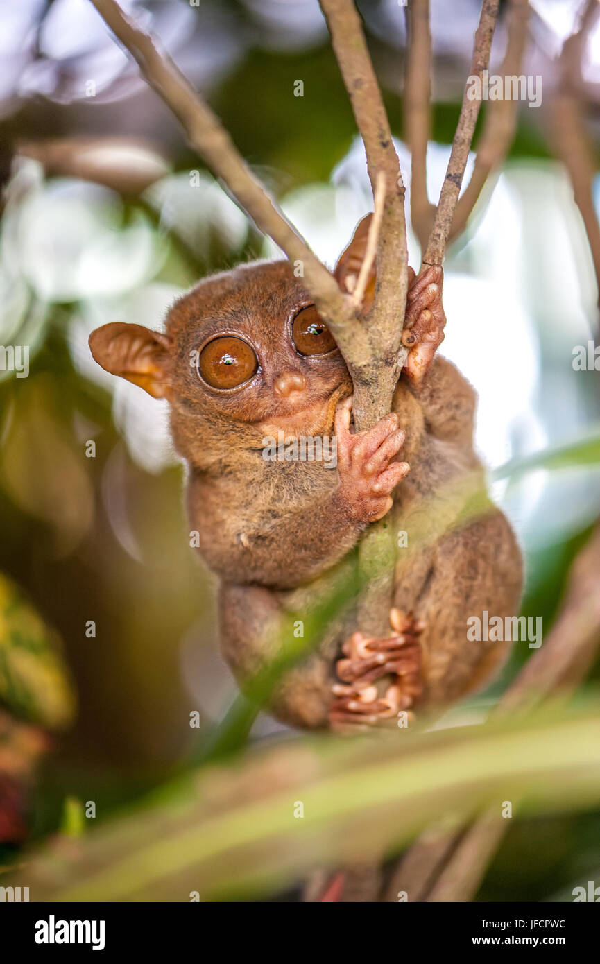 Bohol tarsier hi-res stock photography and images - Alamy