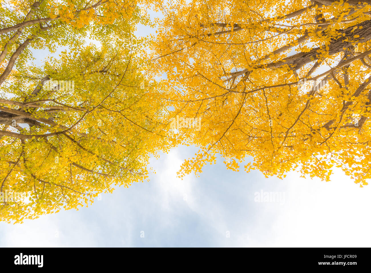 Ginkgo trees Autumn Stock Photo - Alamy