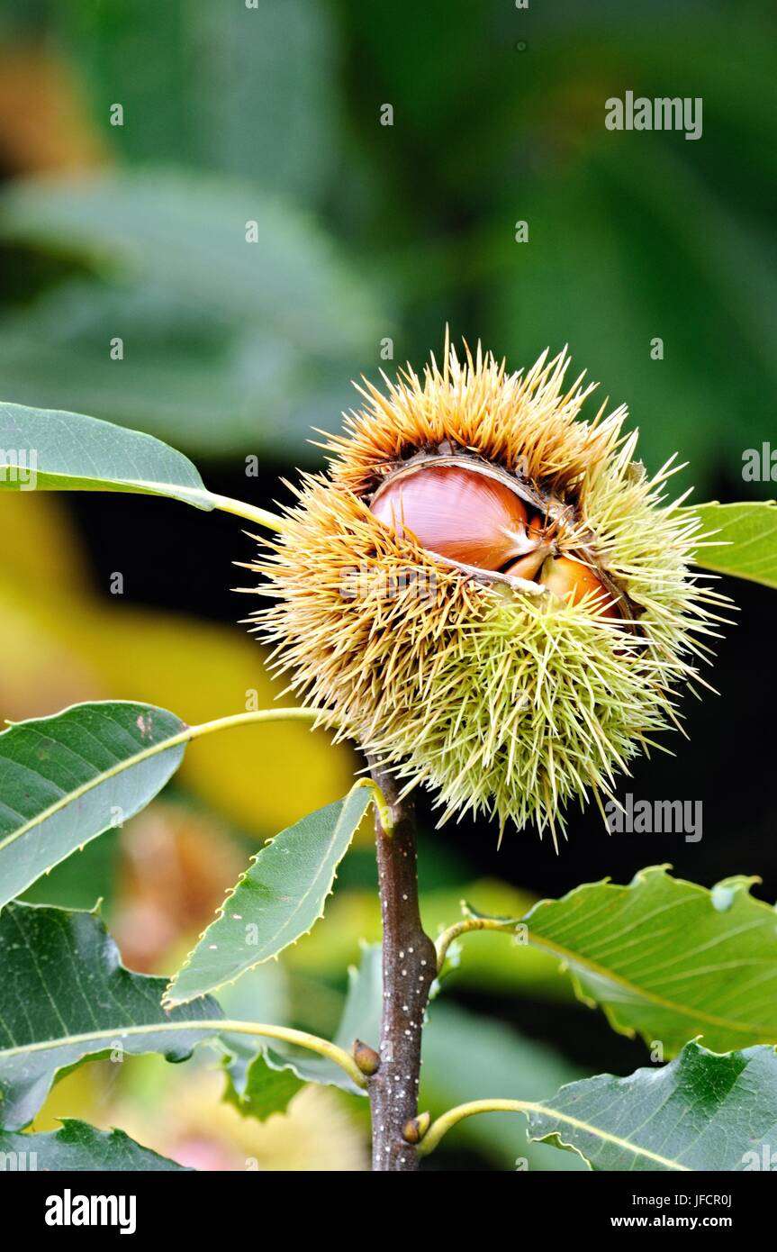Chestnuts in spiny shell hi-res stock photography and images - Alamy