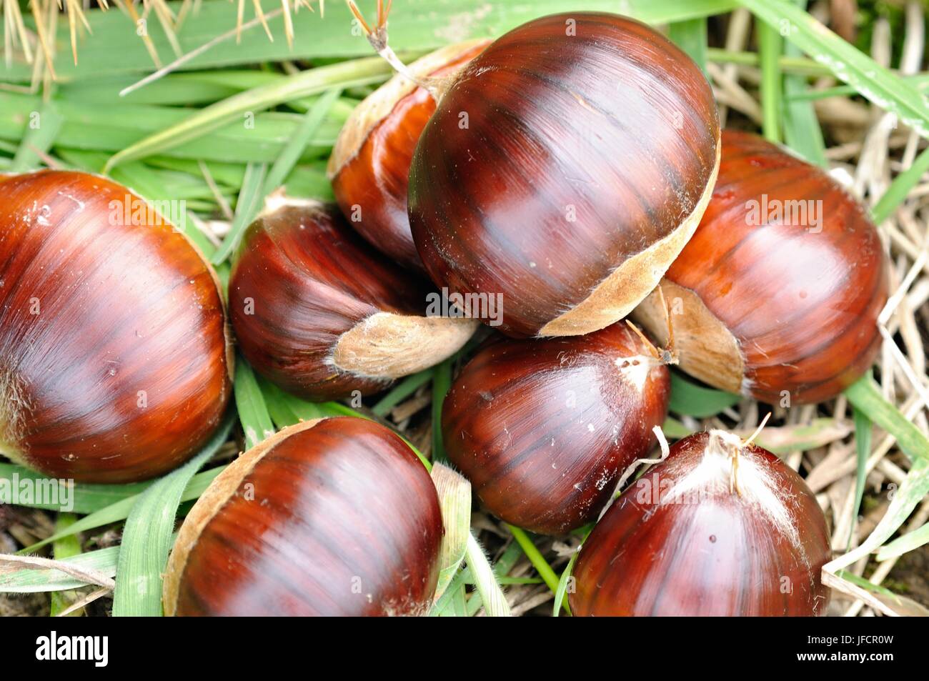 Ripe chestnuts on the ground Stock Photo - Alamy