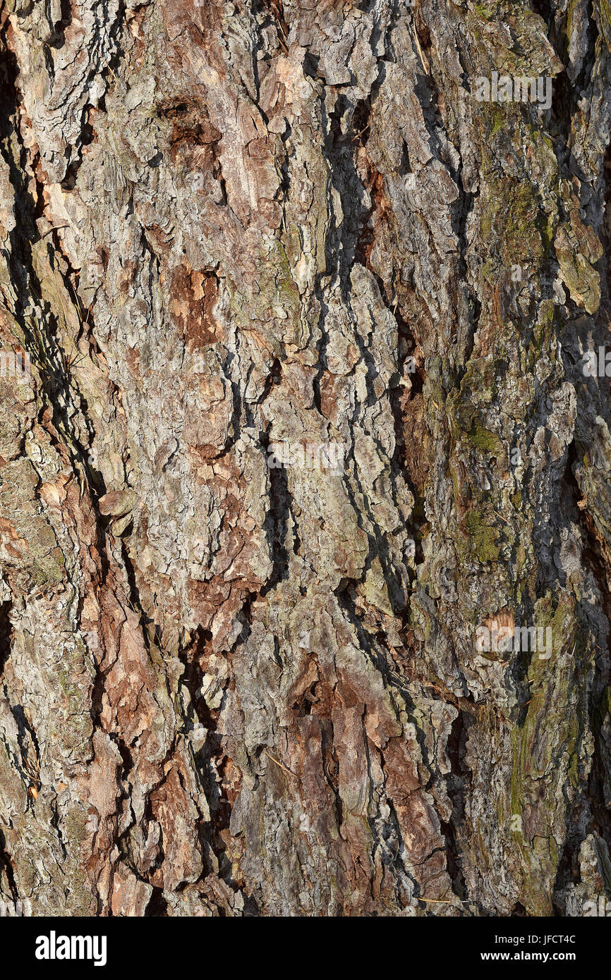larch; bark; european larch Stock Photo - Alamy
