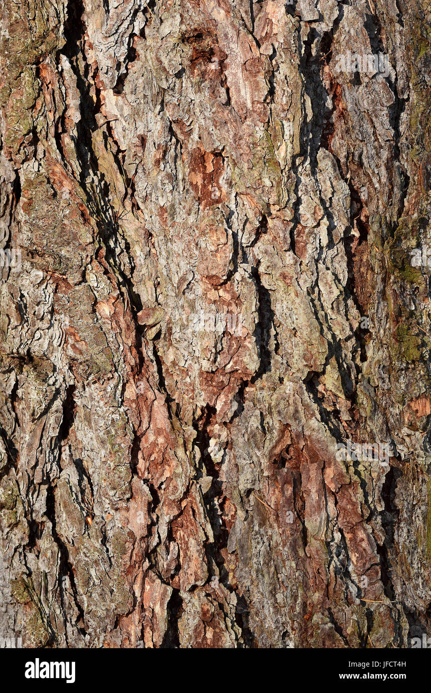 larch; bark; european larch Stock Photo - Alamy larch; bark; european larch Stock Photo - Alamy
