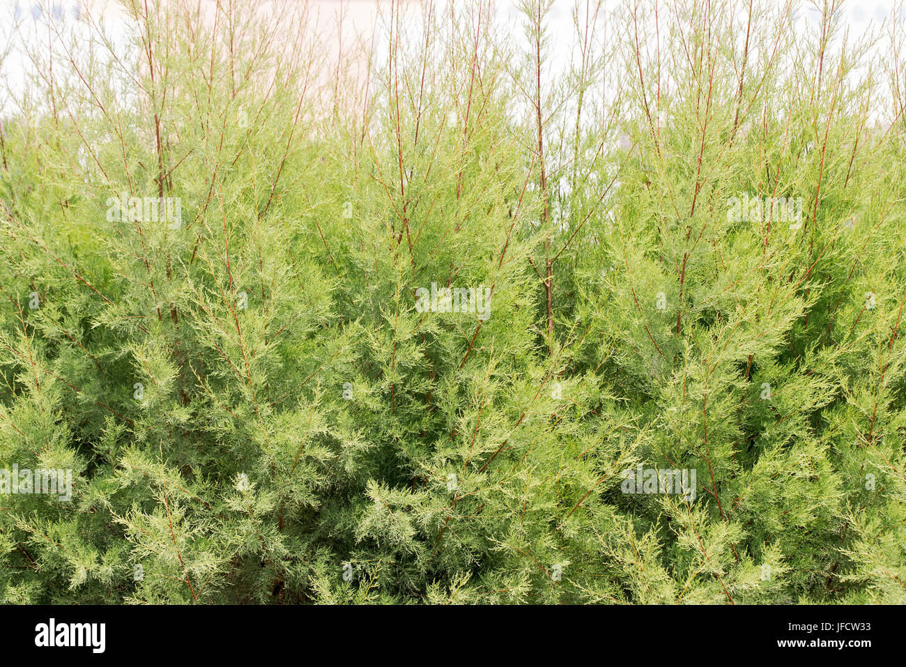 Beautiful green thuja trees hi-res stock photography and images - Alamy